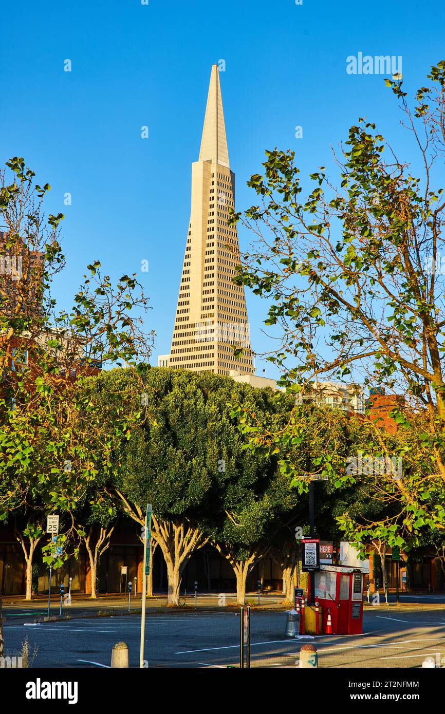 Transamerica Pyramid rising from tree tops with golden sunrise lighting ...