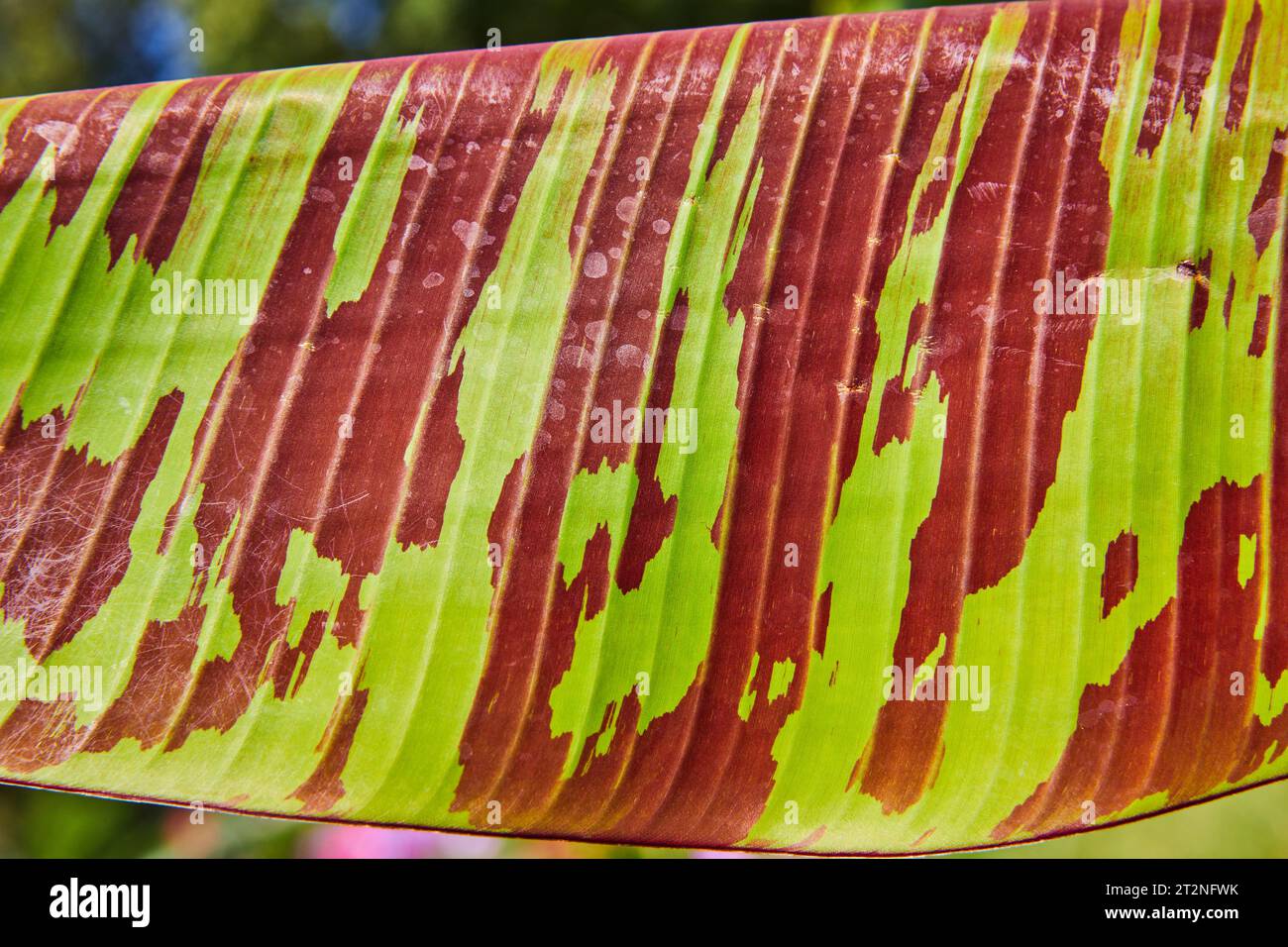 Horizontal maroon leaf with vertical lime green patches Stock Photo - Alamy
