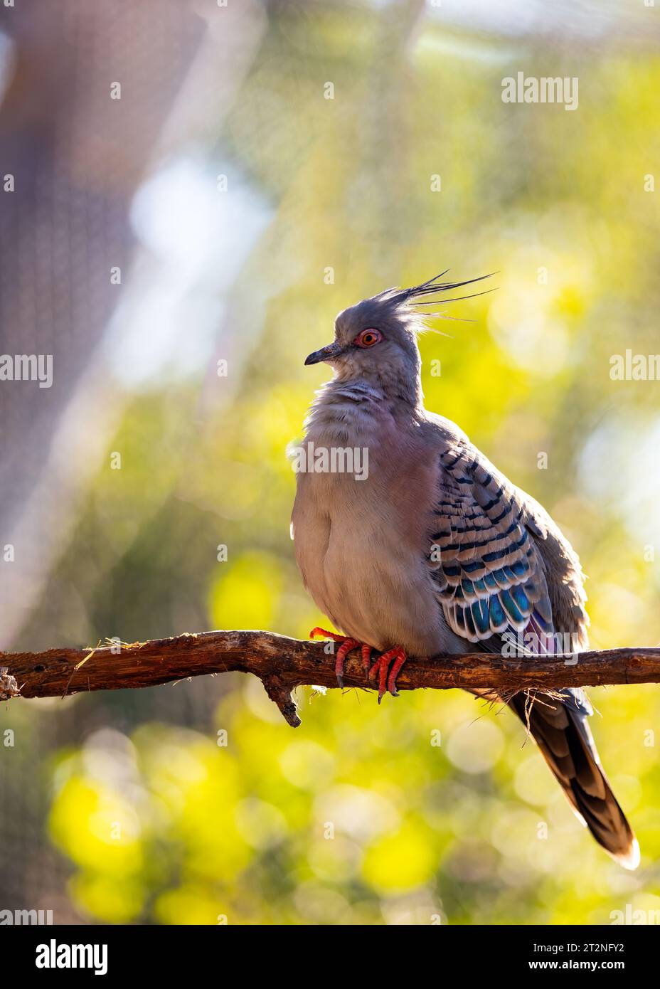 Stocky pigeon with a distinctive black crest, native to Australia ...
