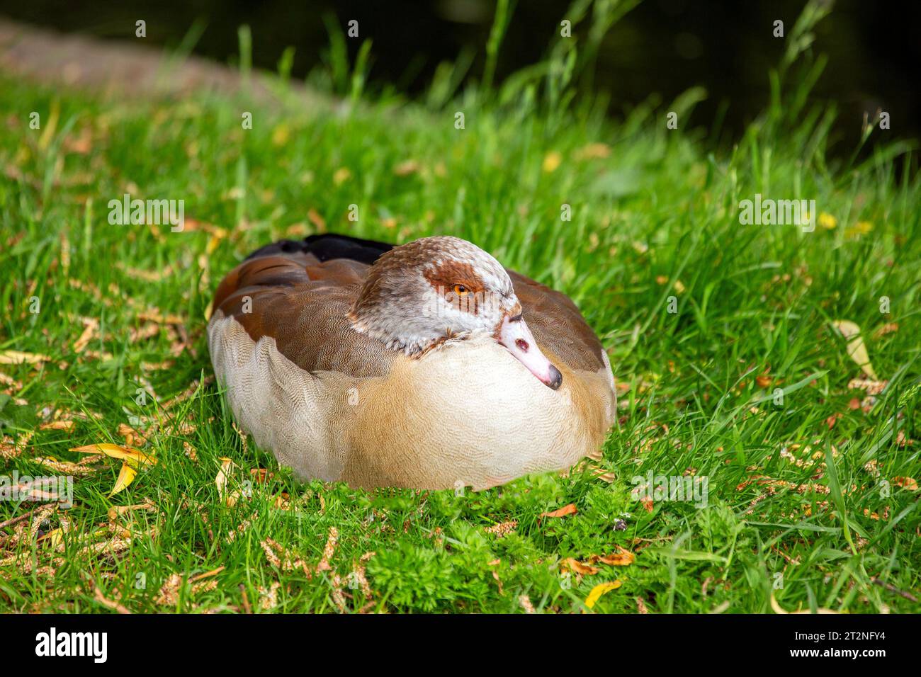 Striking waterbird with distinctive plumage, native to Africa and parts ...