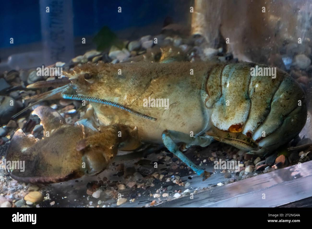Rare (1 in 2M) blue lobster at Bonne Bay Marine Research Station ...