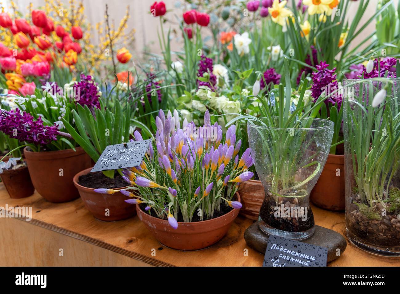 Spring flowers on exhibition in the Botanic Gardens of Moscow State ...