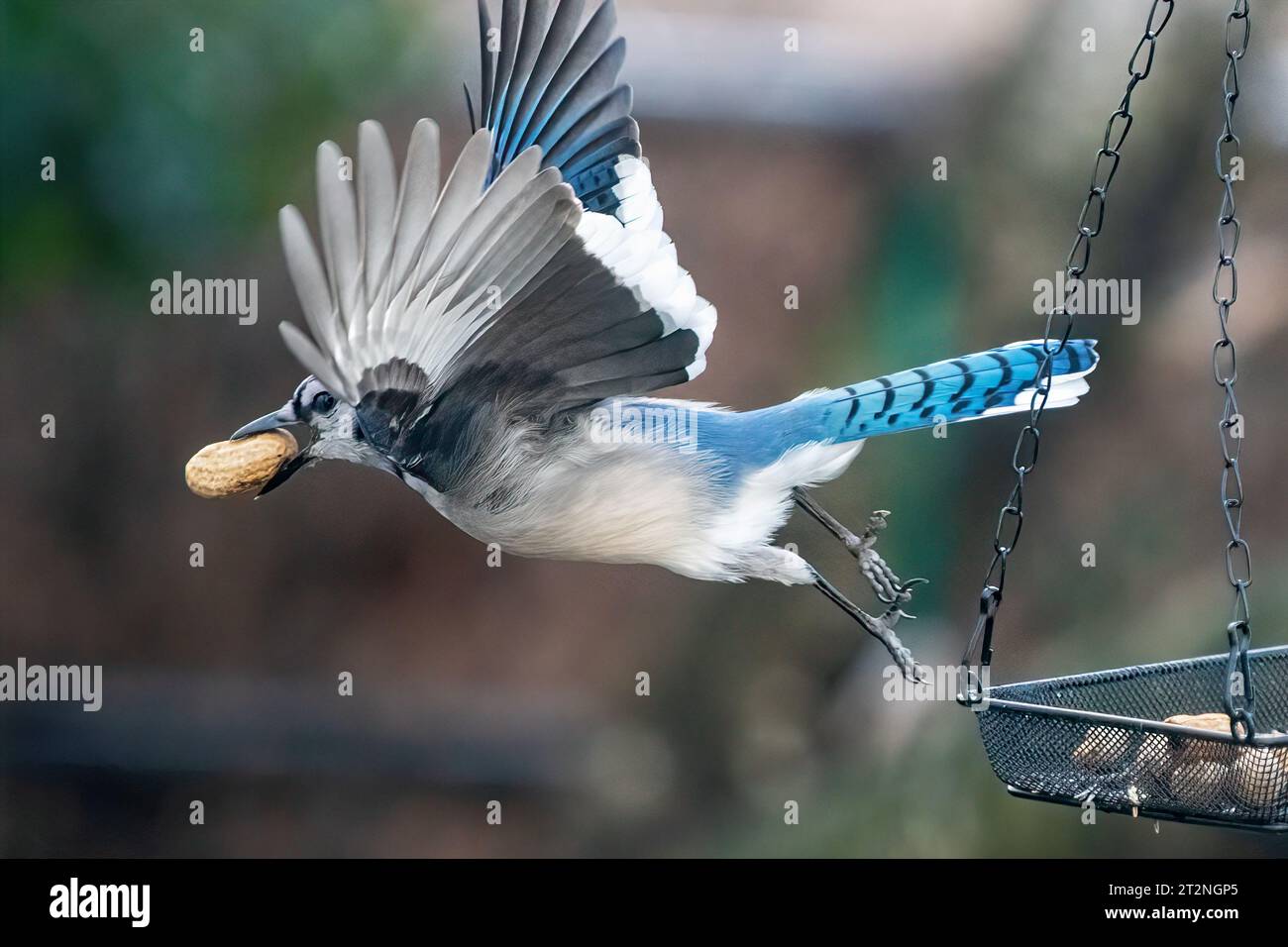 Blue-jay flight with peanut in beak Stock Photo - Alamy