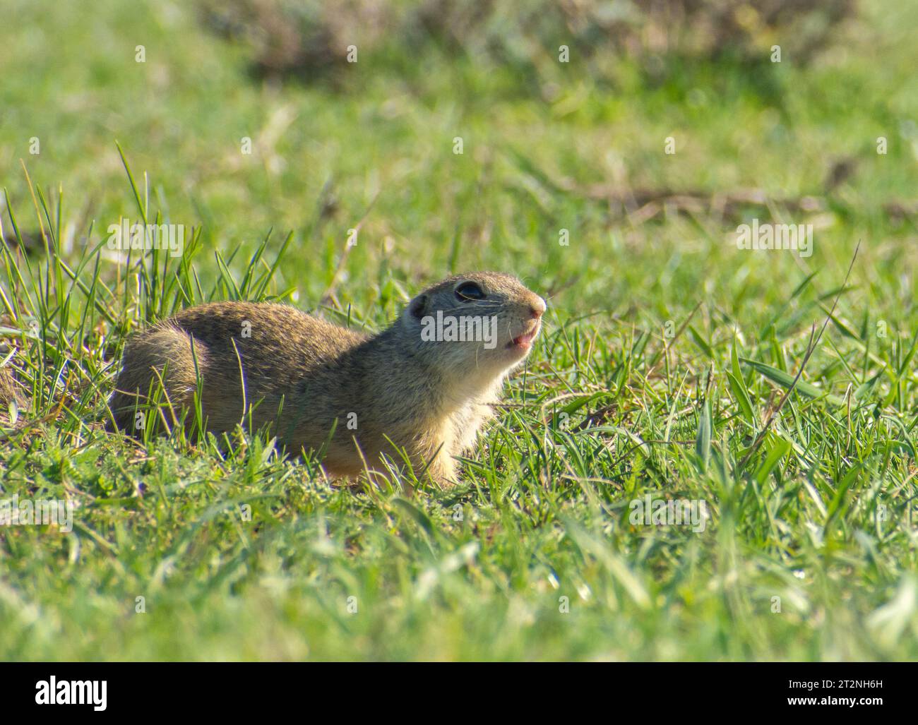 beautiful Spermophilus citellus in spring in the sun Stock Photo - Alamy