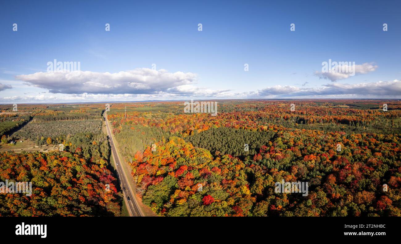 An Aerial view of a lush green landscape with rows of trees under the ...