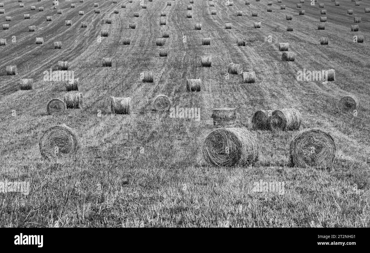 Round straw bale baling Black and White Stock Photos & Images - Alamy