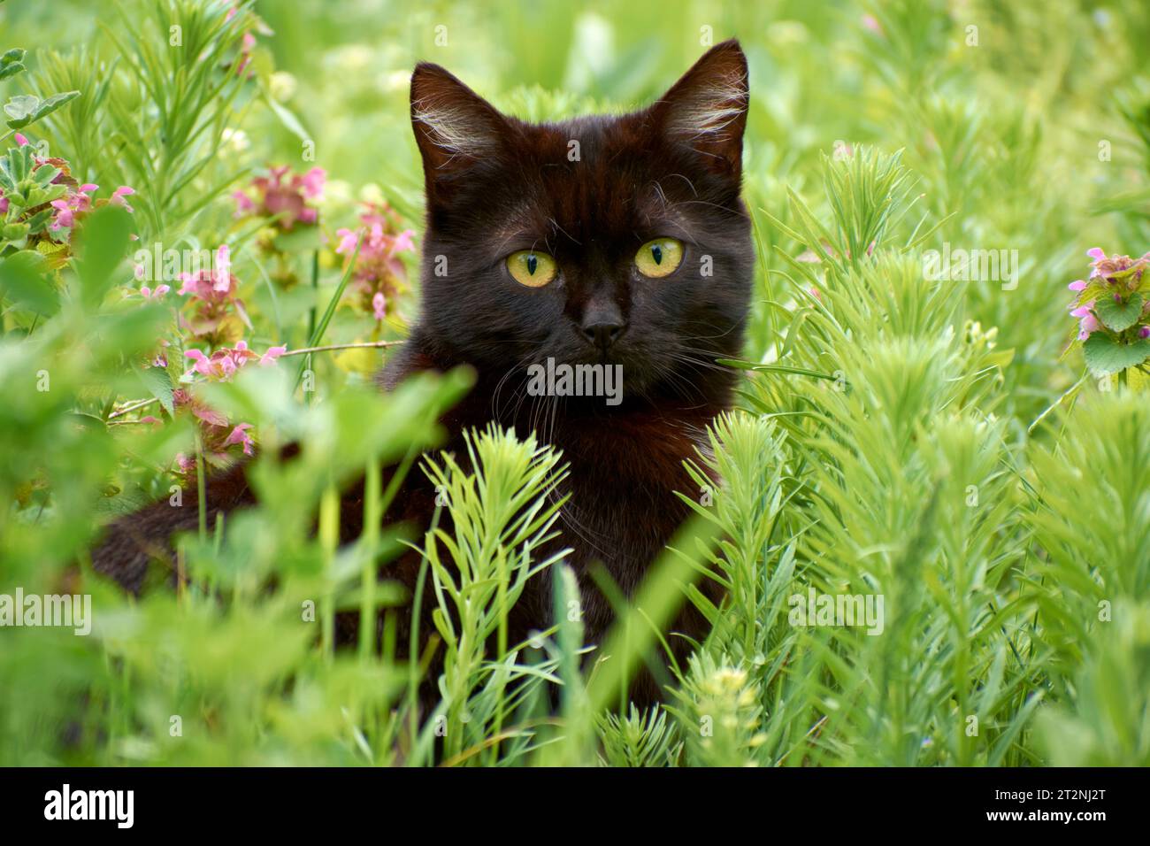 photos of beautiful cats in the garden 18 Stock Photo - Alamy