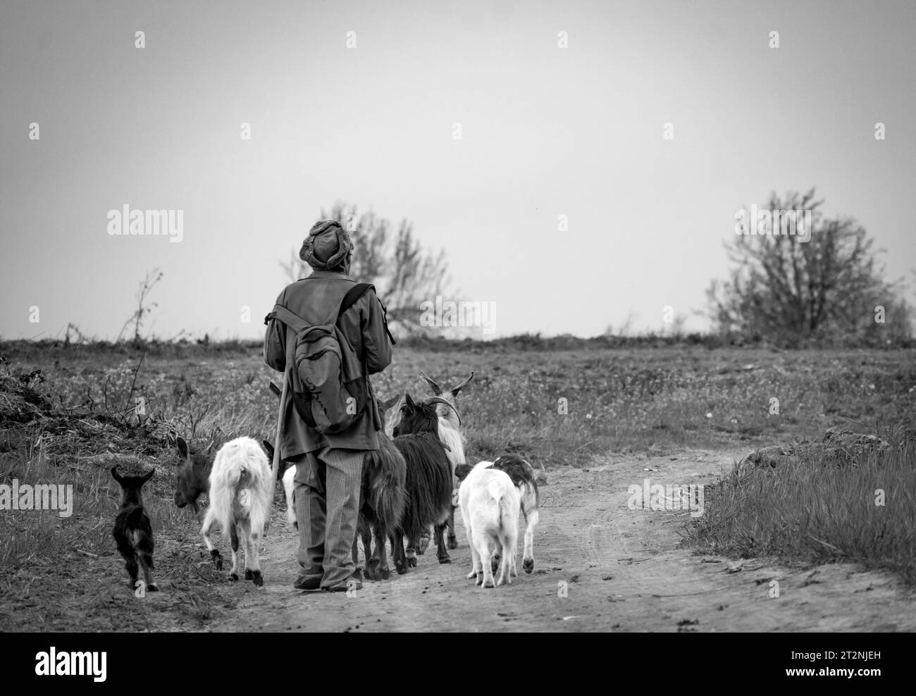 Goat grazing on green farm Black and White Stock Photos & Images - Alamy