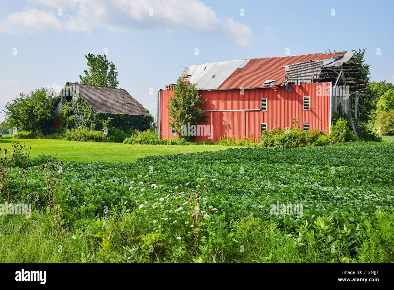 Indiana wild flowers hi-res stock photography and images - Alamy