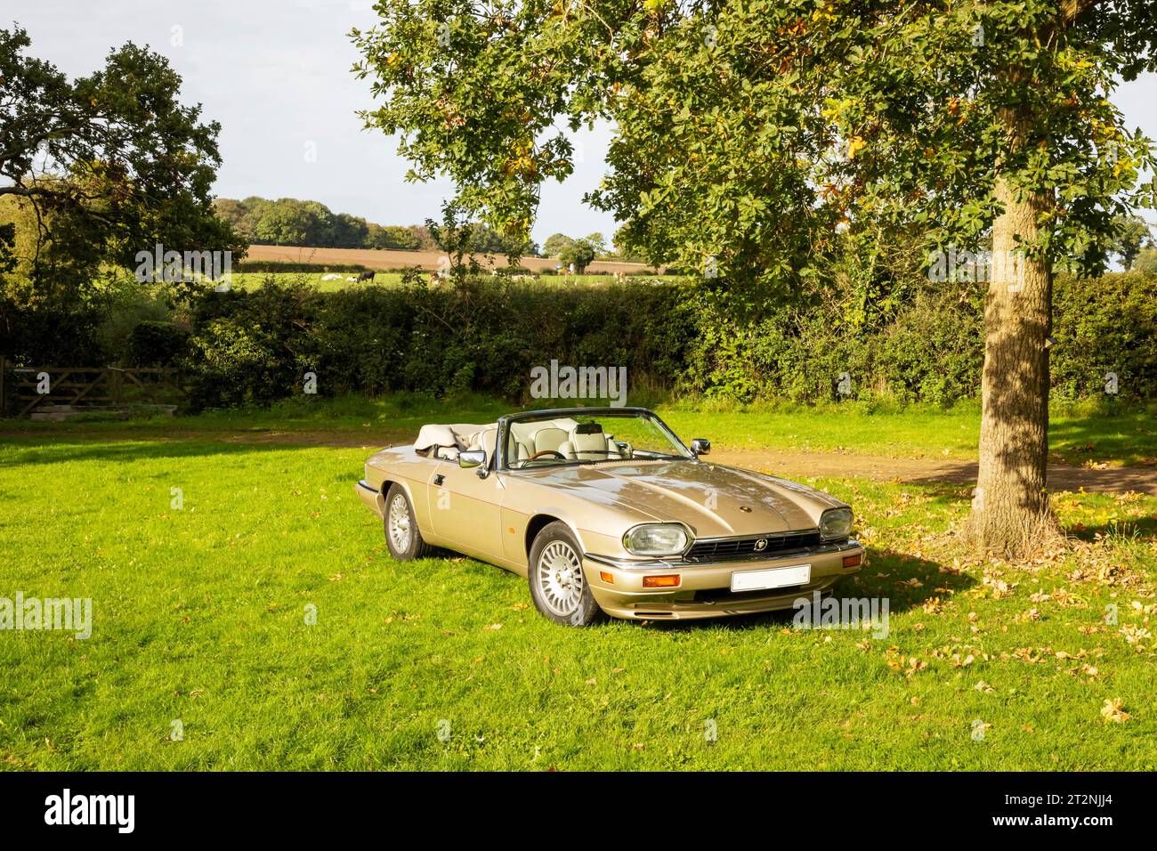 Convertible Jaguar XJS with top down in a country field in Autumn Stock ...