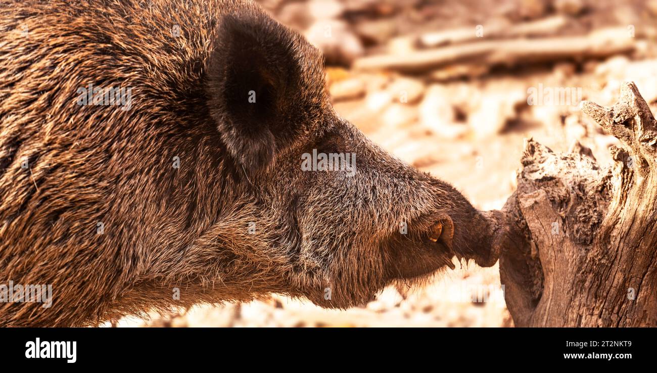 Wild boar stones hi-res stock photography and images - Alamy