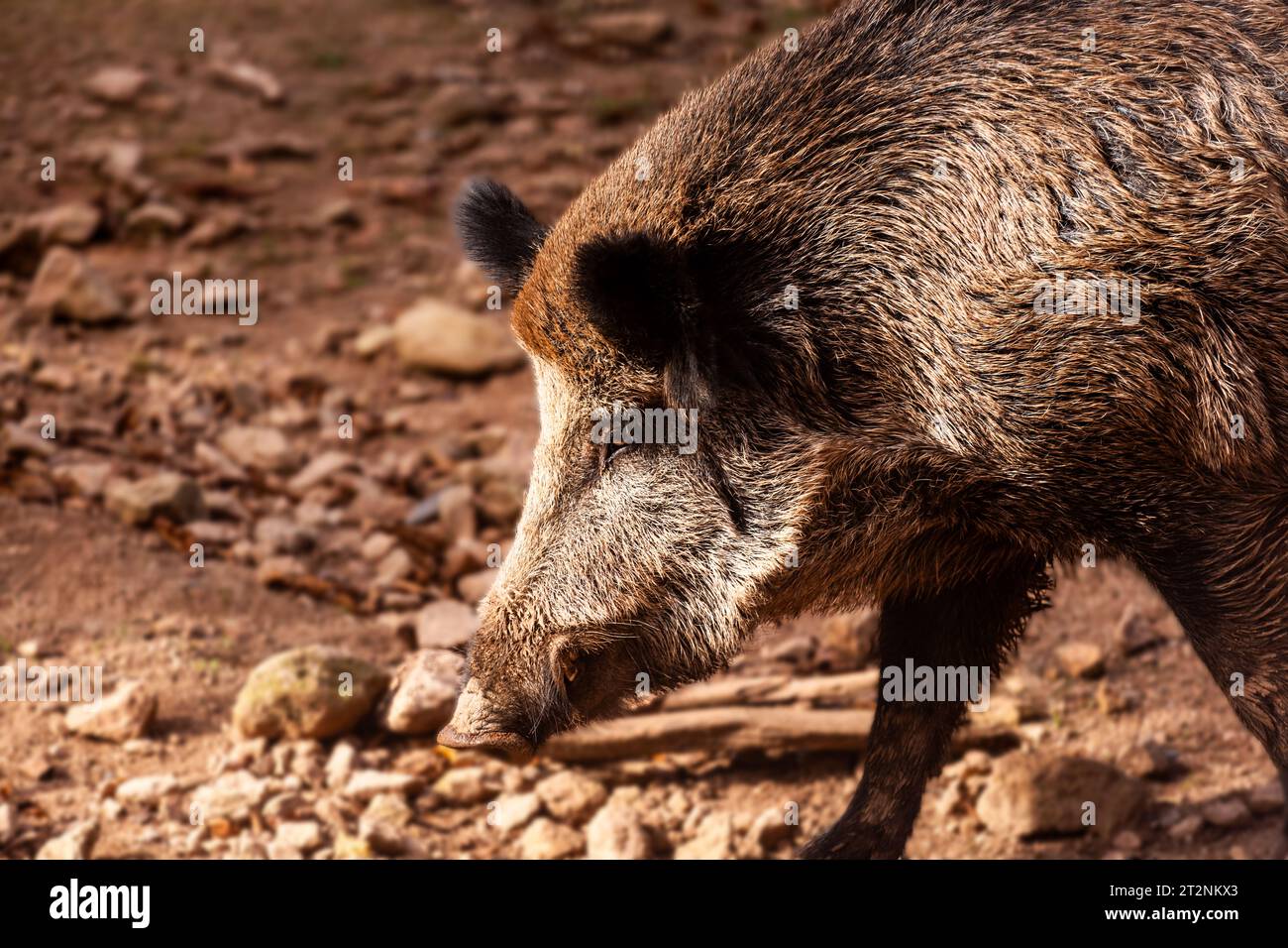 Wild boar stones hi-res stock photography and images - Alamy