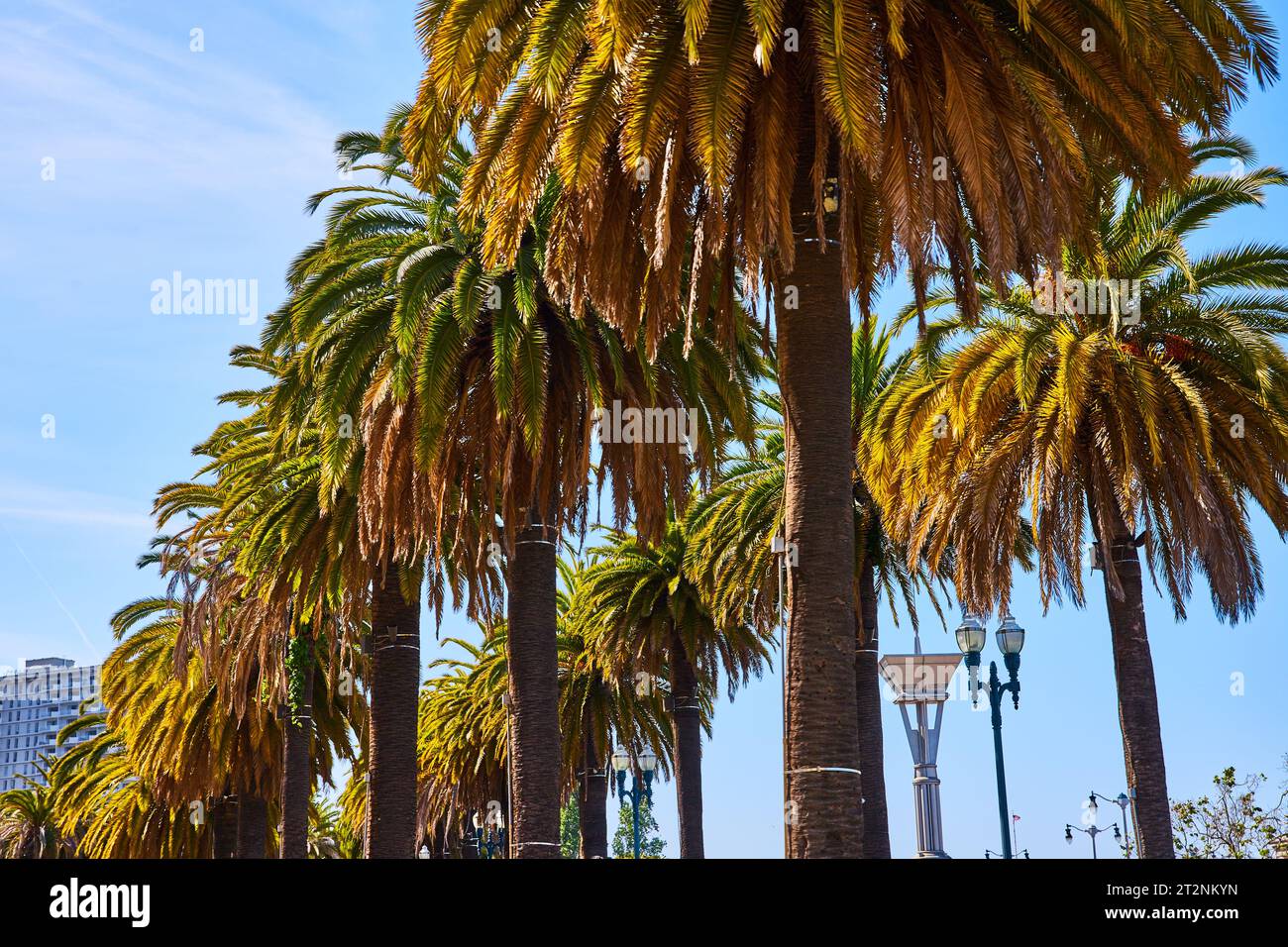 Thick palm trees in two rows on bright summer day with clear blue sky ...