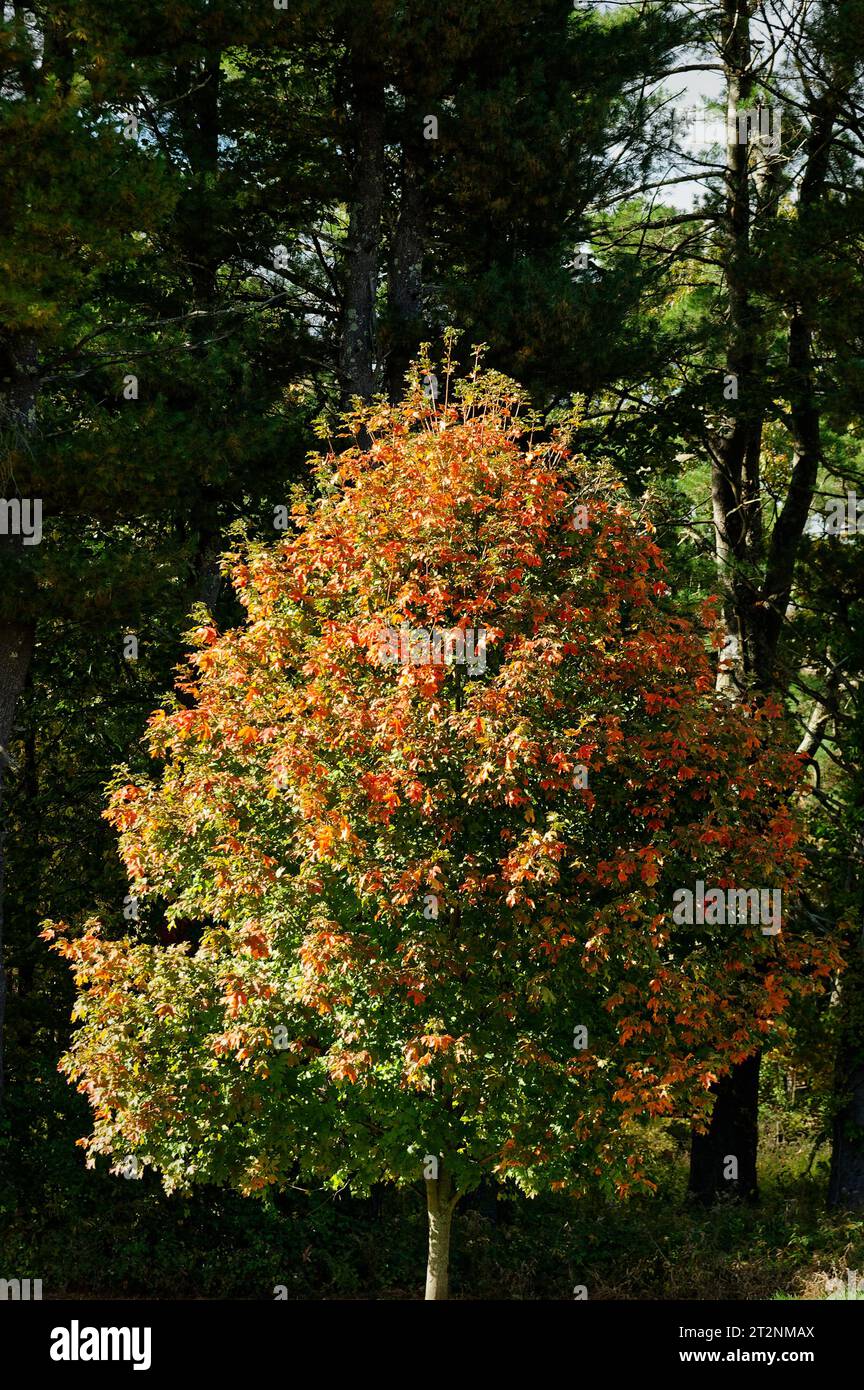 A beautiful Mountain Ash tree with fall colors stands out against the ...