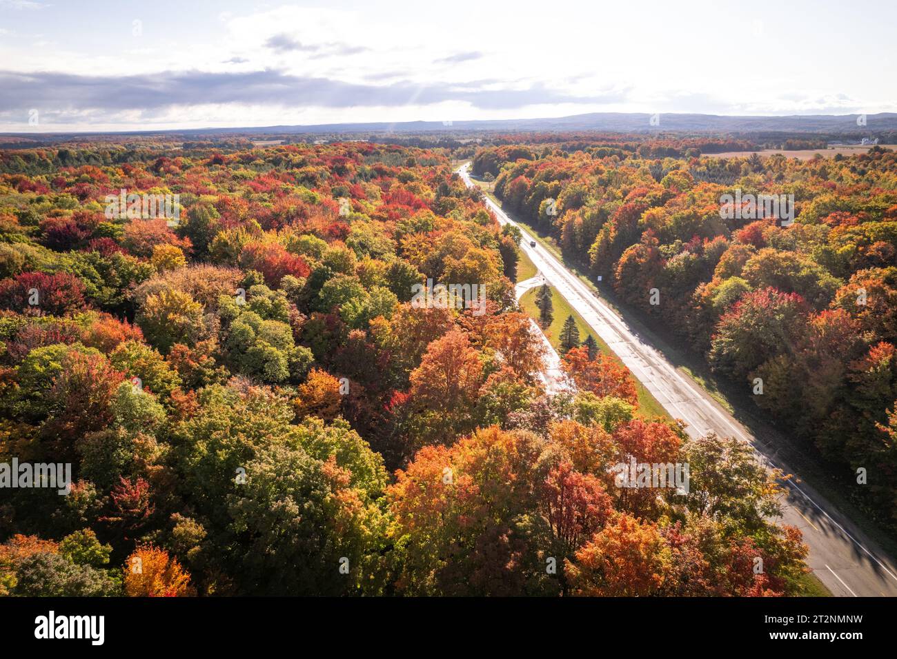 An Aerial view of a lush green landscape with rows of trees under the ...