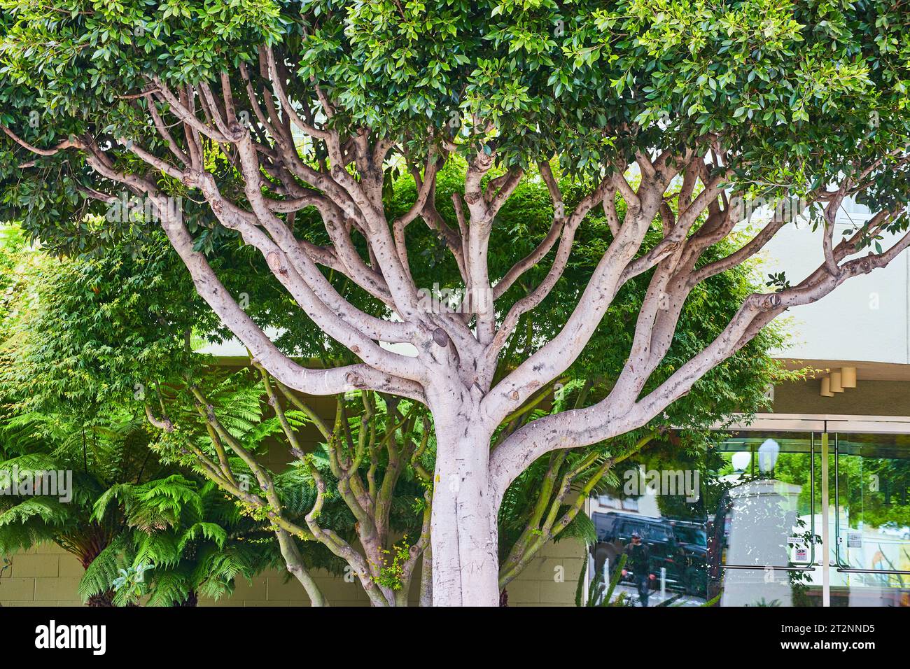 Tall branching out sycamore tree with many twisting branches Stock ...