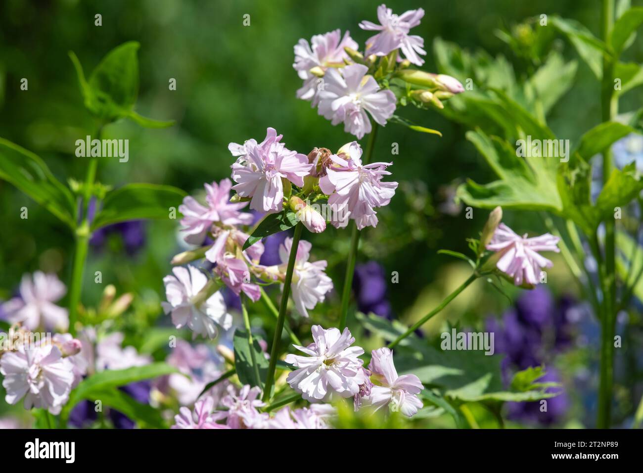 Close up of wild sweet William (saponaria officinalis) flowers in bloom ...