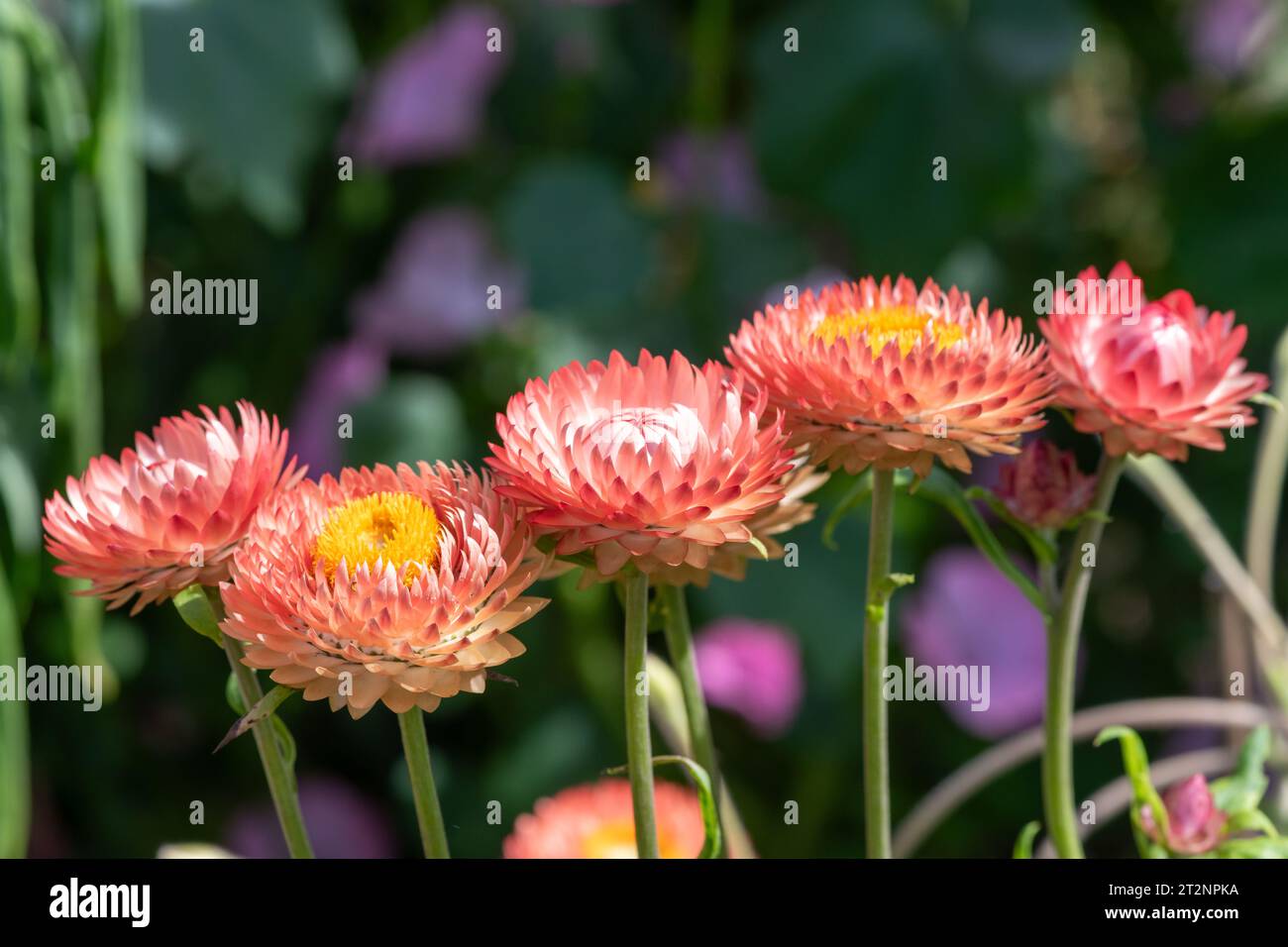 Close up of pink strawflowers (xerochrysum bracteatum) in bloom Stock ...