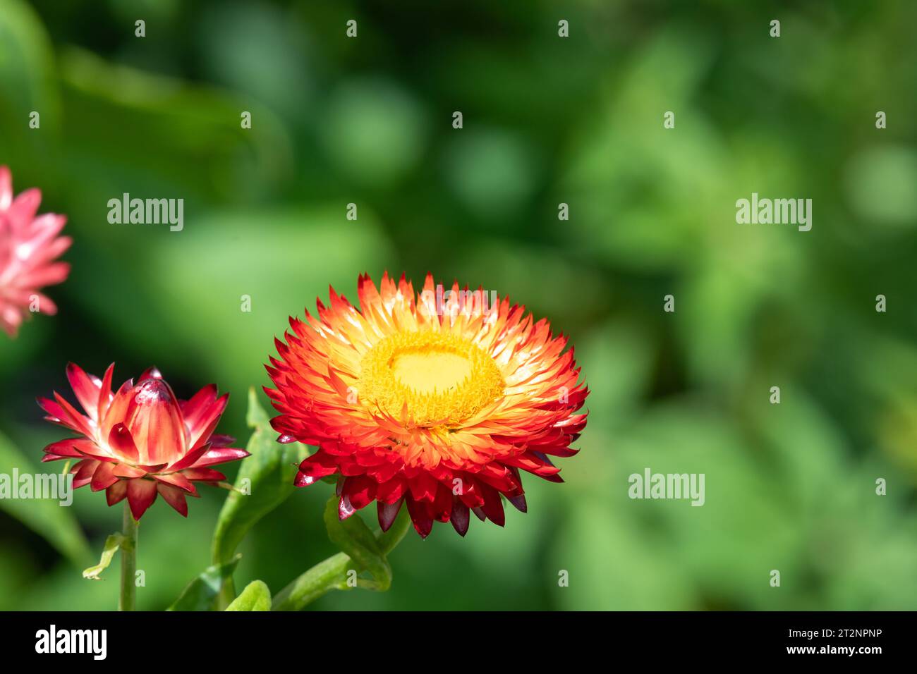Close up of a red strawflower (xerochrysum bracteatum) in bloom Stock ...