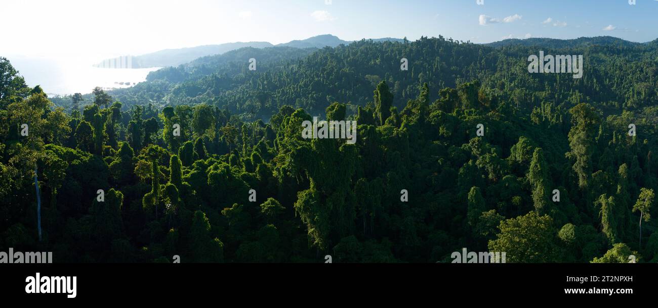 The green canopy of a lush rainforest covers the island of Waigeo, Raja ...