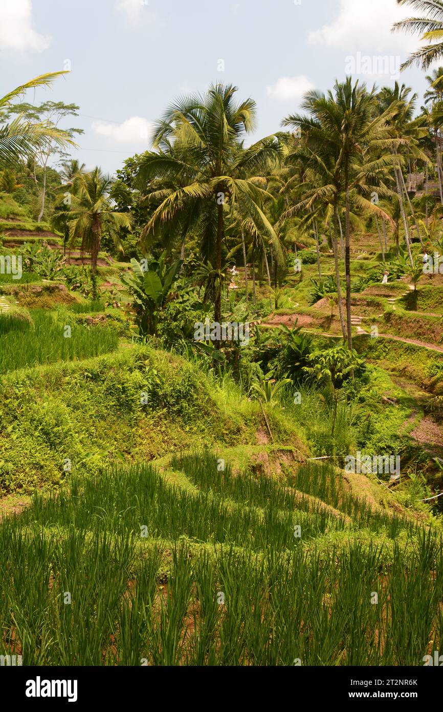 The rice terraces in Tegallalang. Gianyar Regency. Bali. Indonesia ...