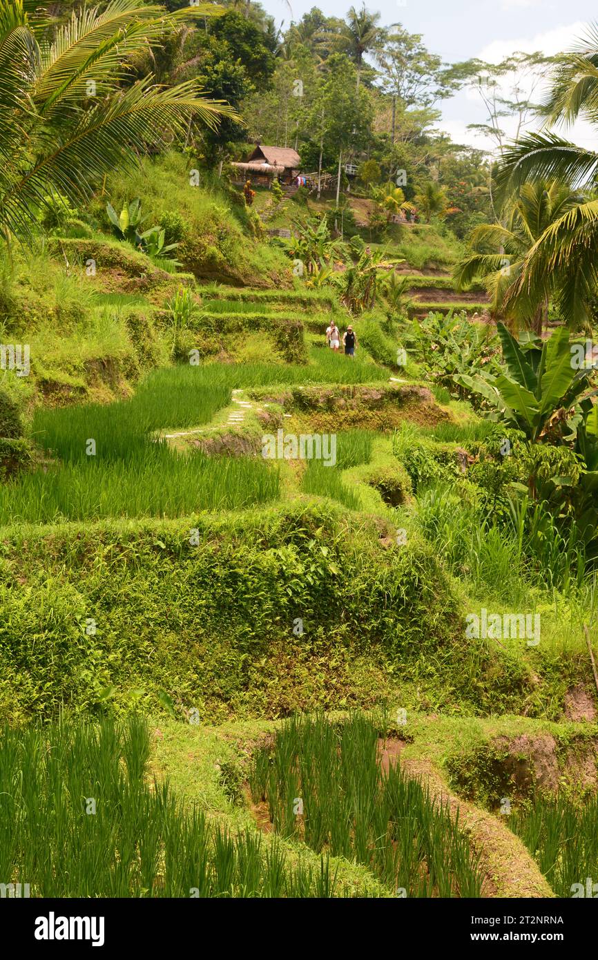 The rice terraces in Tegallalang. Gianyar Regency. Bali. Indonesia ...