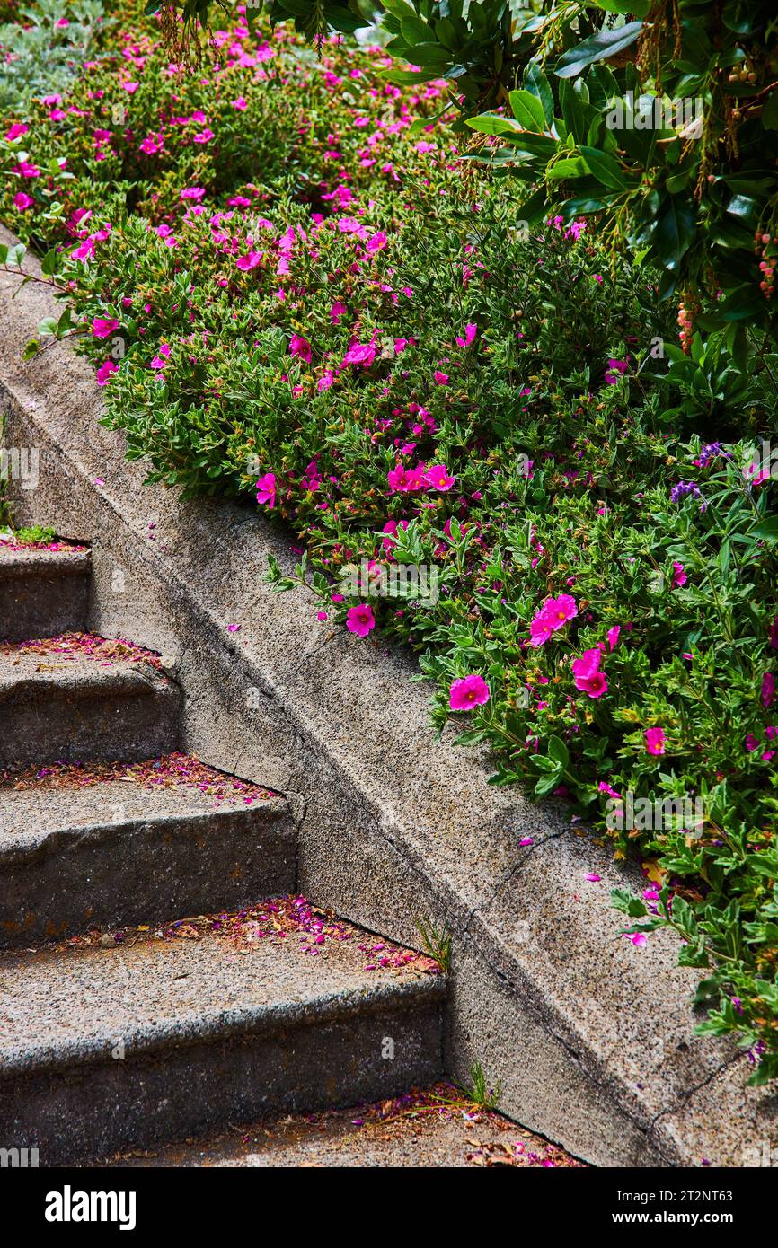 Pink flowers growing beside textured concrete stairs with petals on ...