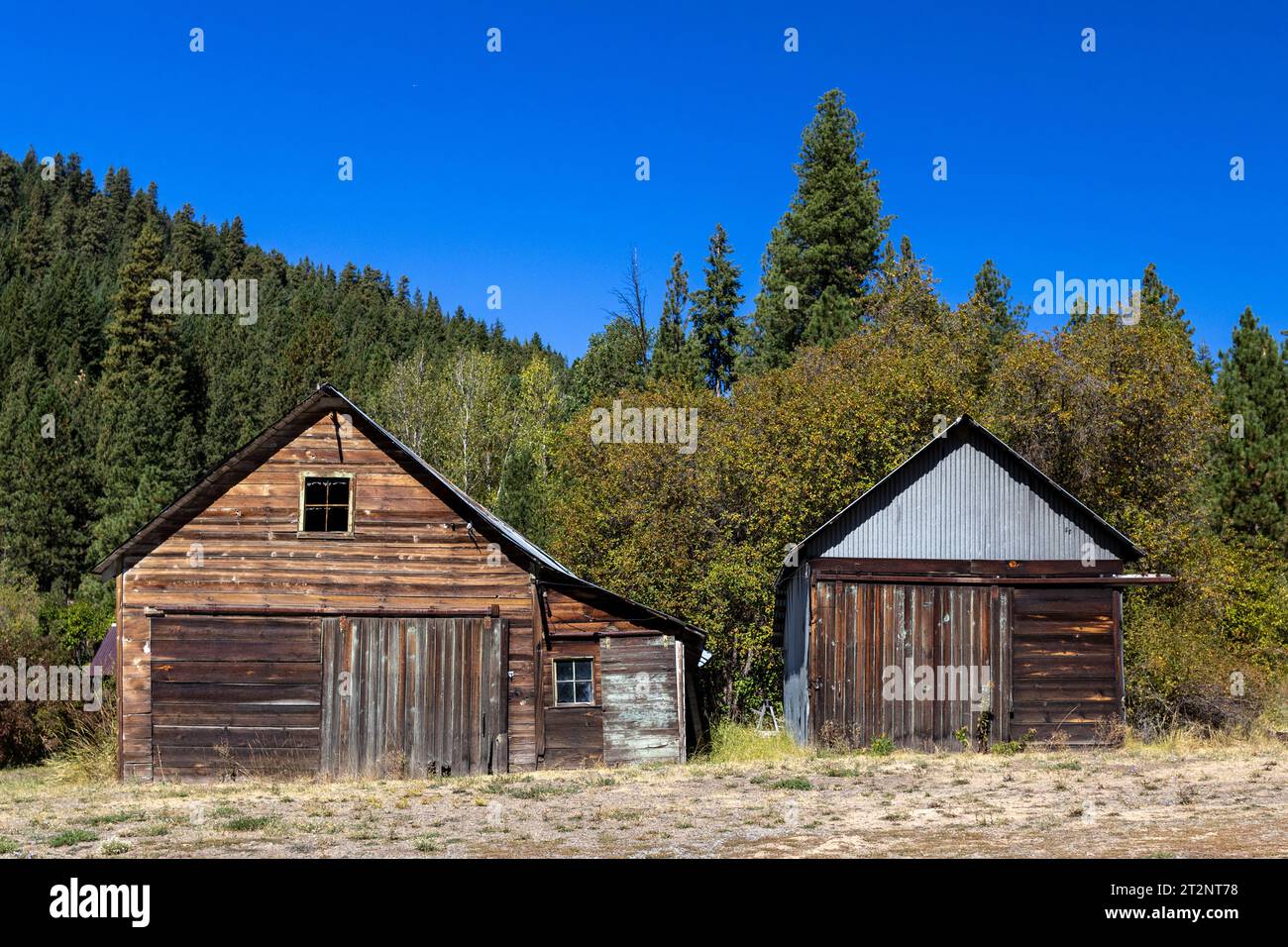 Ghost forest in washington hi-res stock photography and images - Alamy