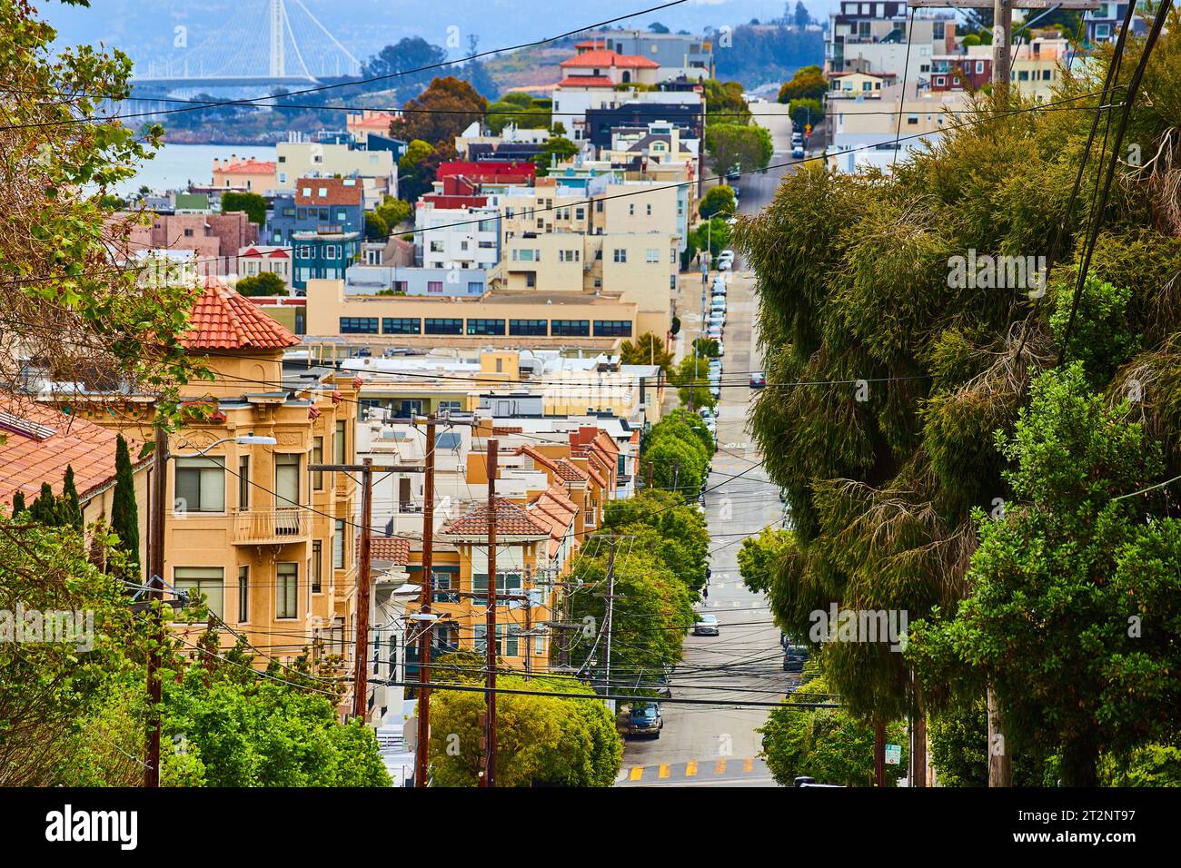 Row of green trees lining road with telephone wires crisscrossing and ...