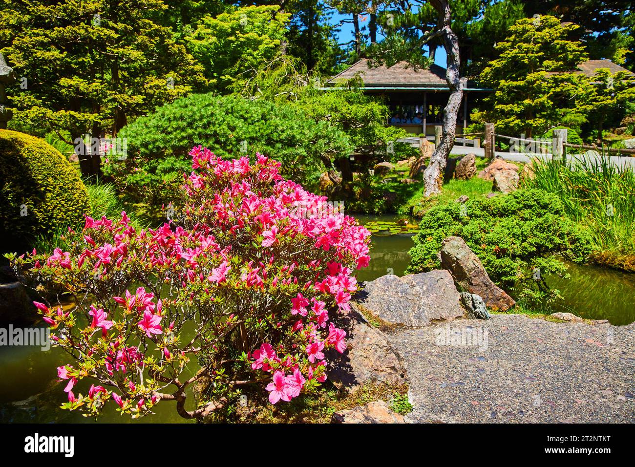 Bright pink flowers beside stream with lily pads in Japanese Tea Garden ...