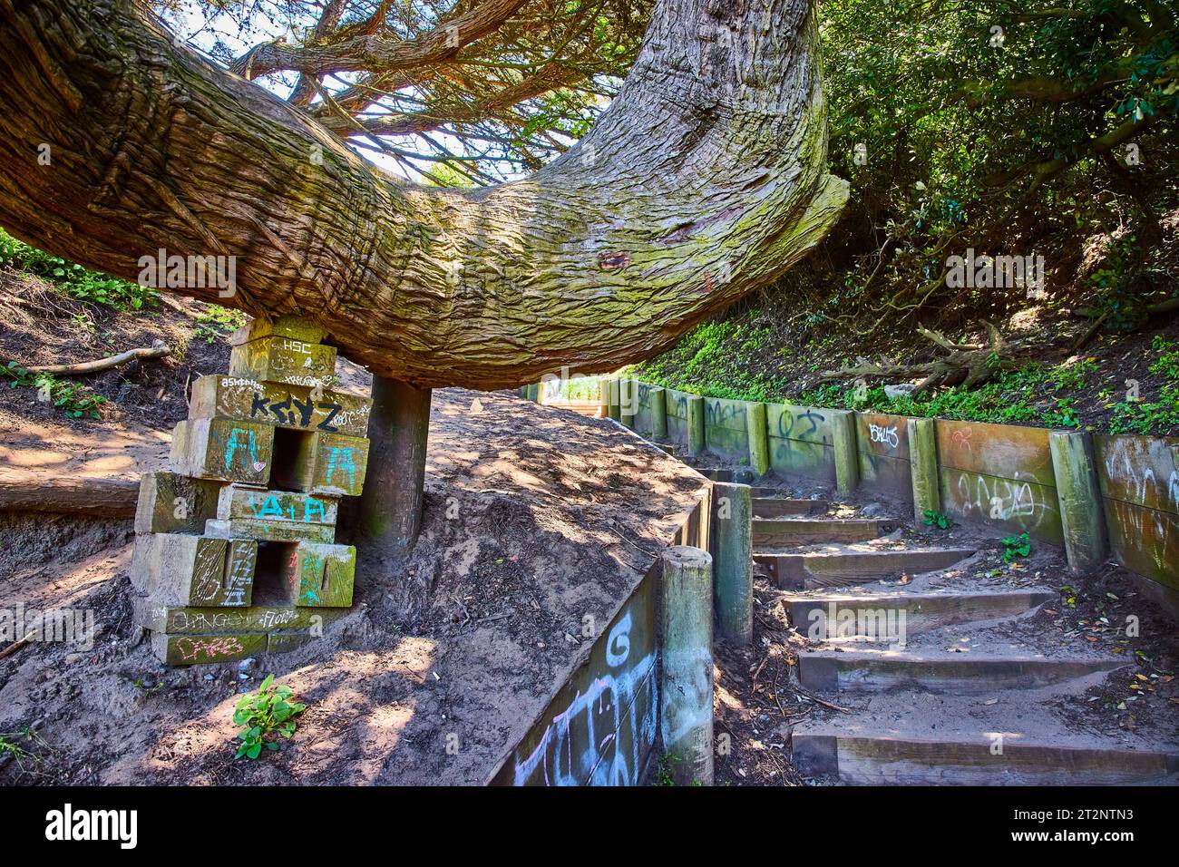 Massive tree trunk curving over steps cutting through hill with ...
