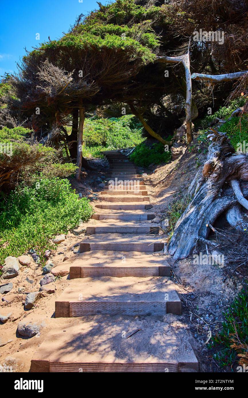 Sandy steps cutting through hill surrounded by tree roots and cypress ...