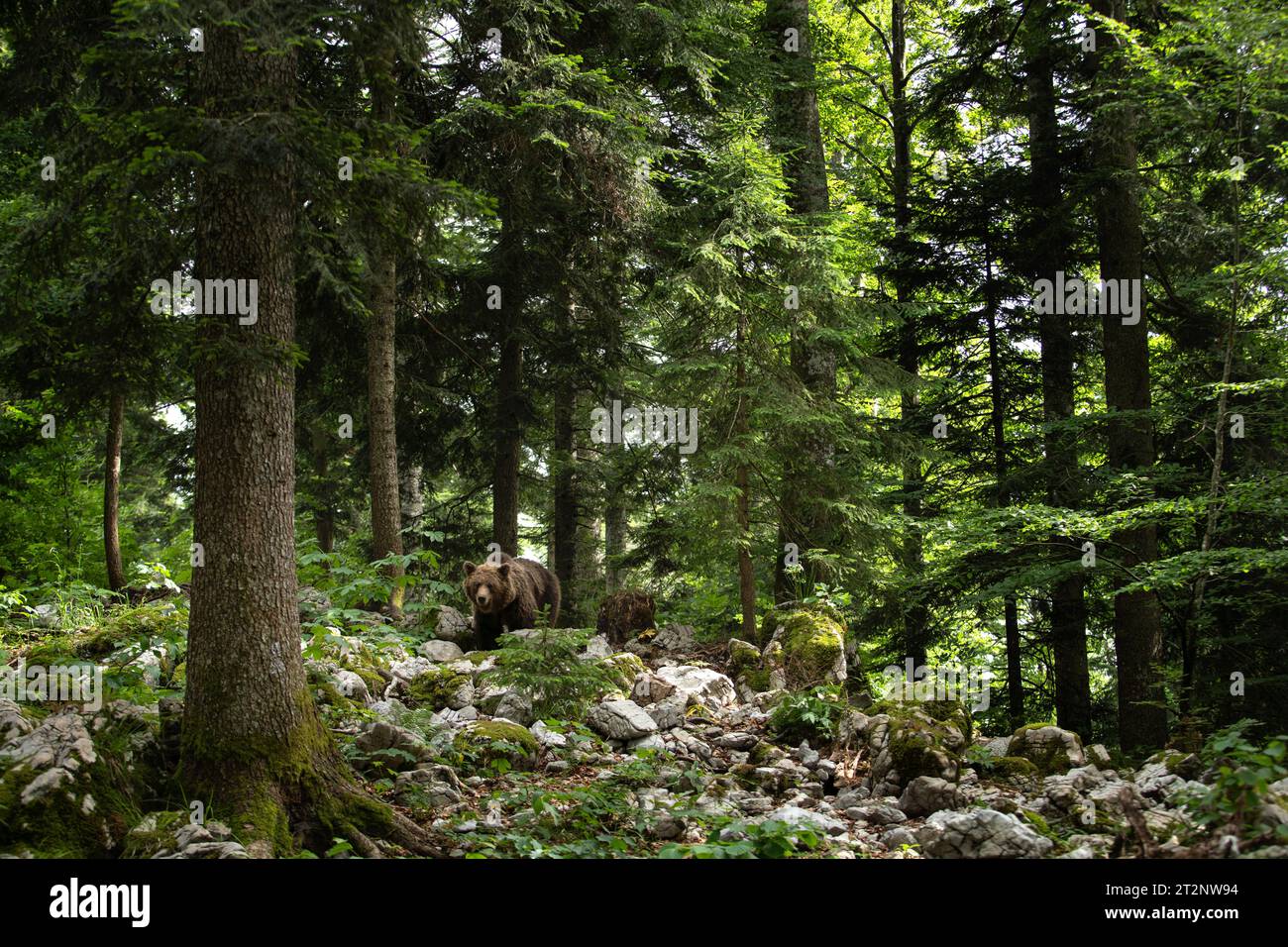Brown bear is feeding in the forest. European bear during summer season ...