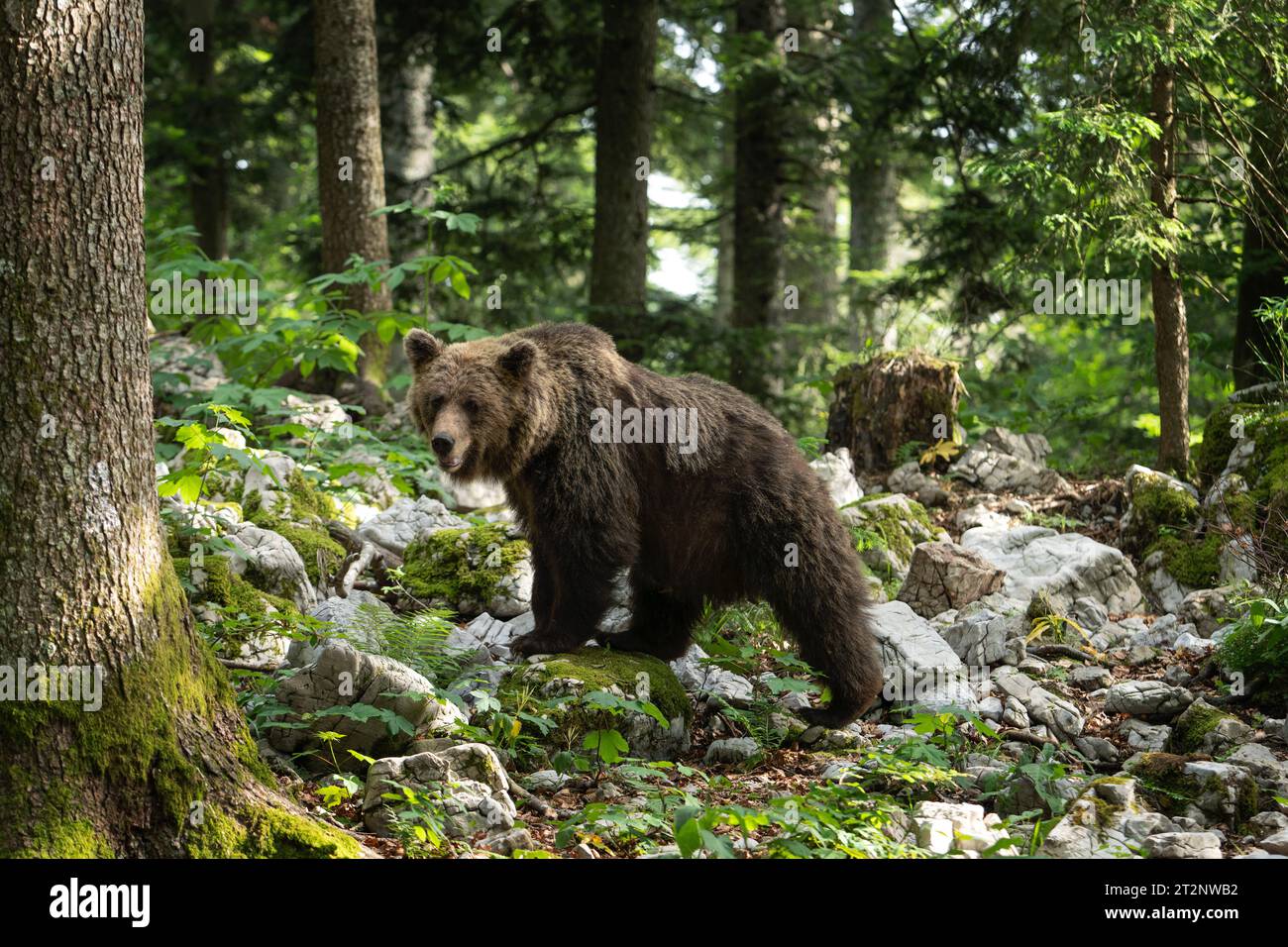 Brown bear is feeding in the forest. European bear during summer season ...