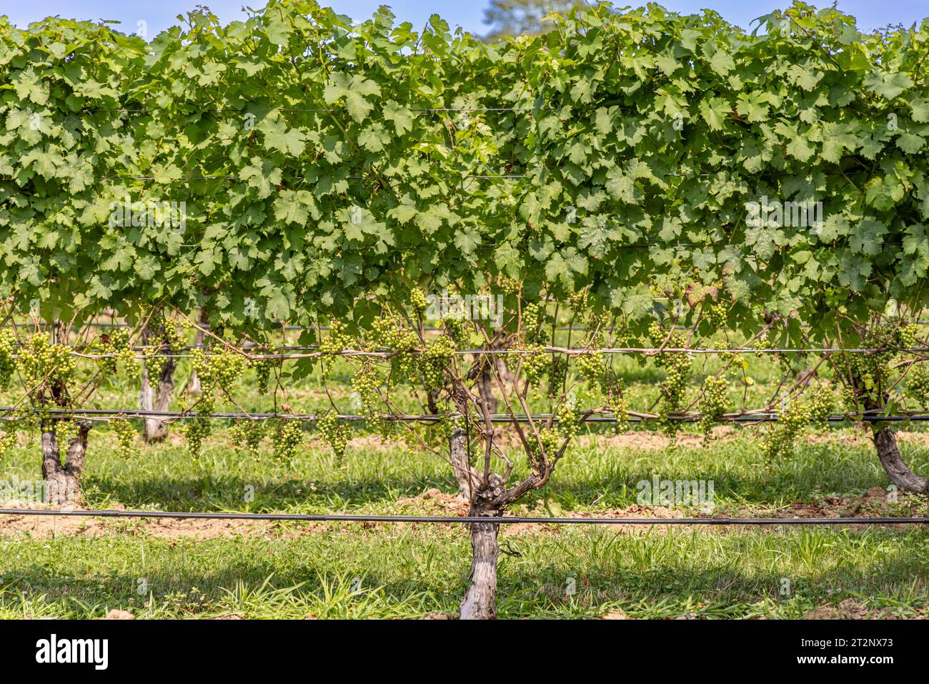 Detail image of grape vines at wolffer estate vineyards Stock Photo - Alamy