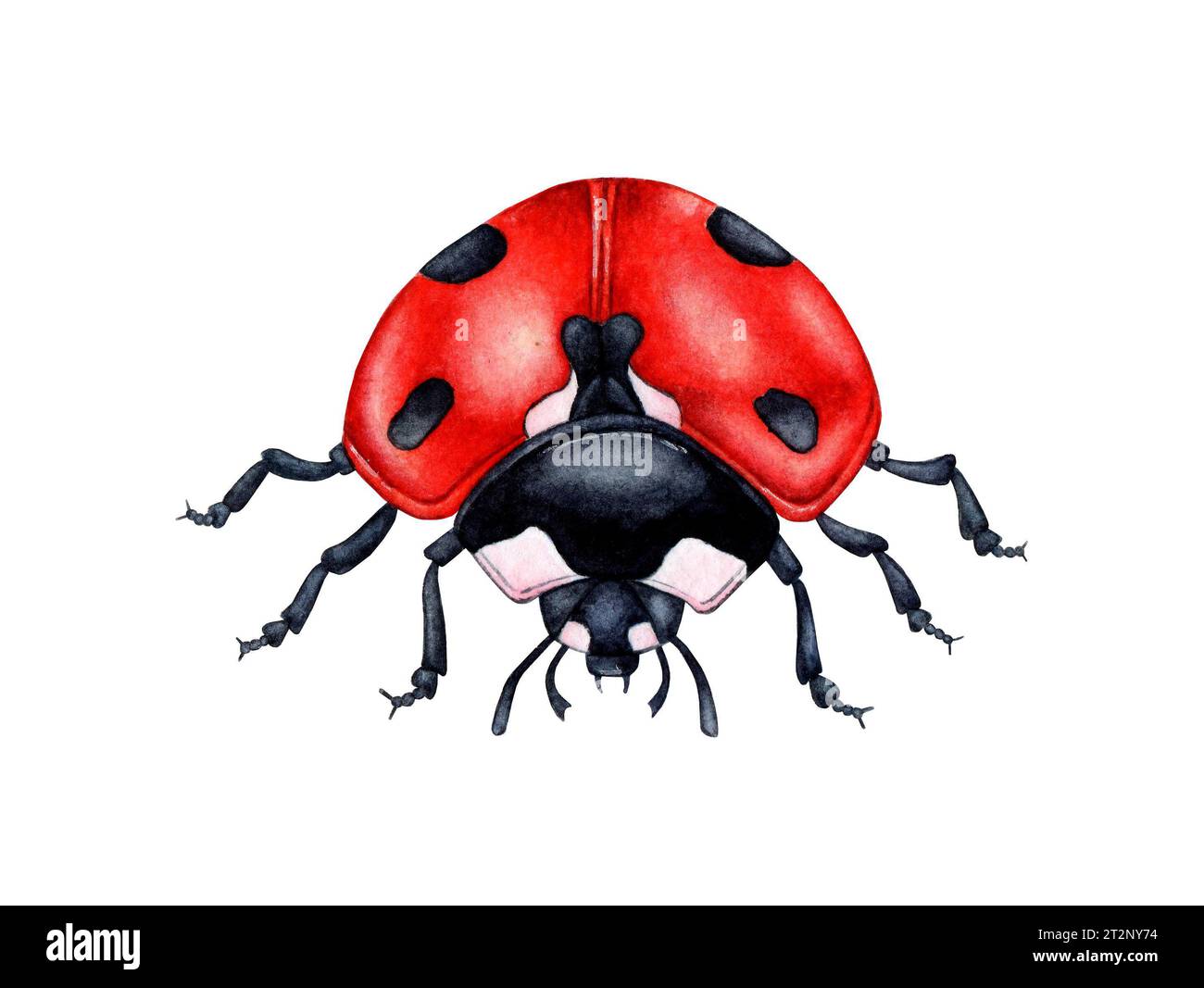 Watercolor illustration of a cute ladybug, red beetle. Flying bright ...
