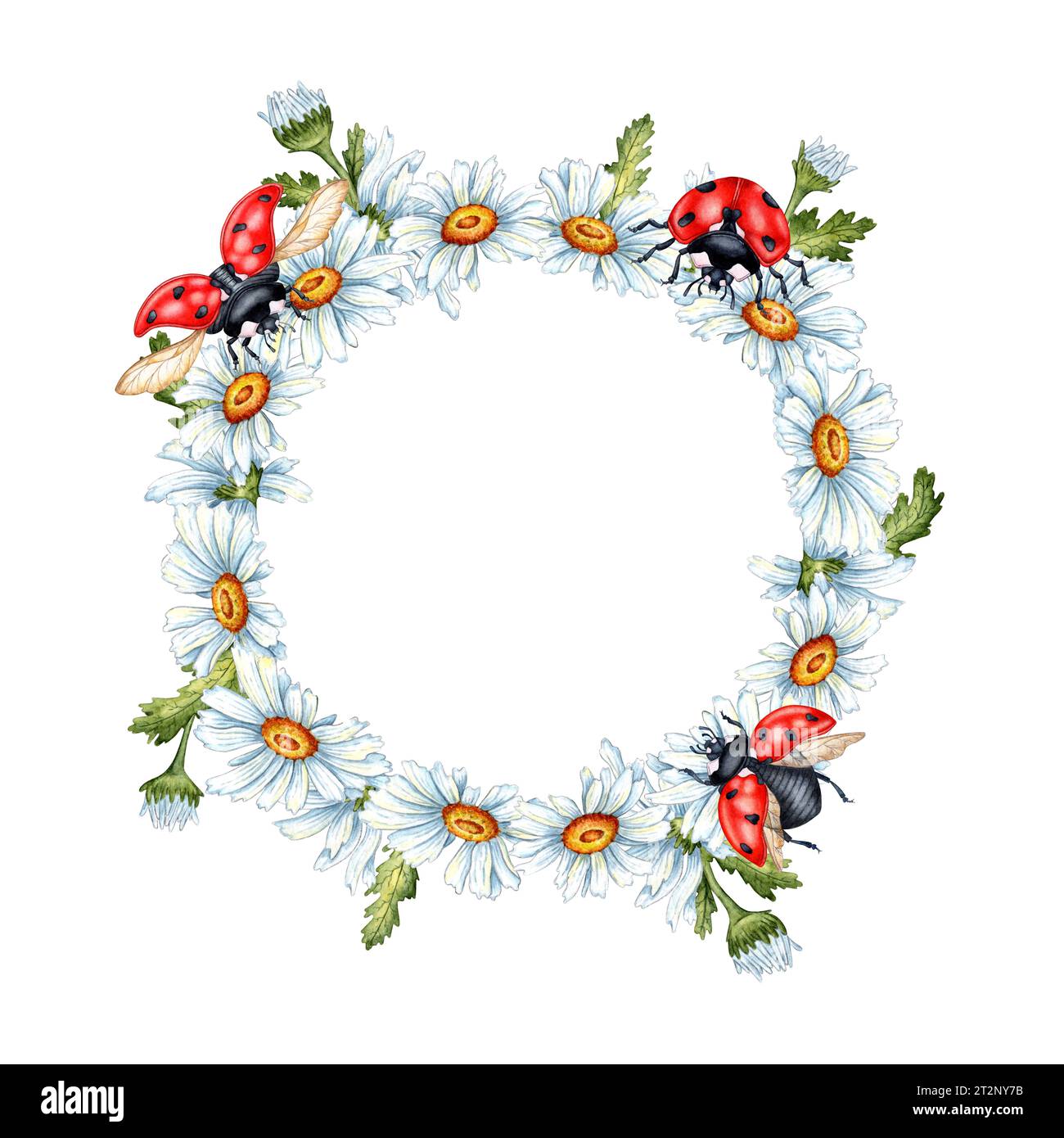 Watercolor illustration frame wreath of daisies with red ladybugs ...