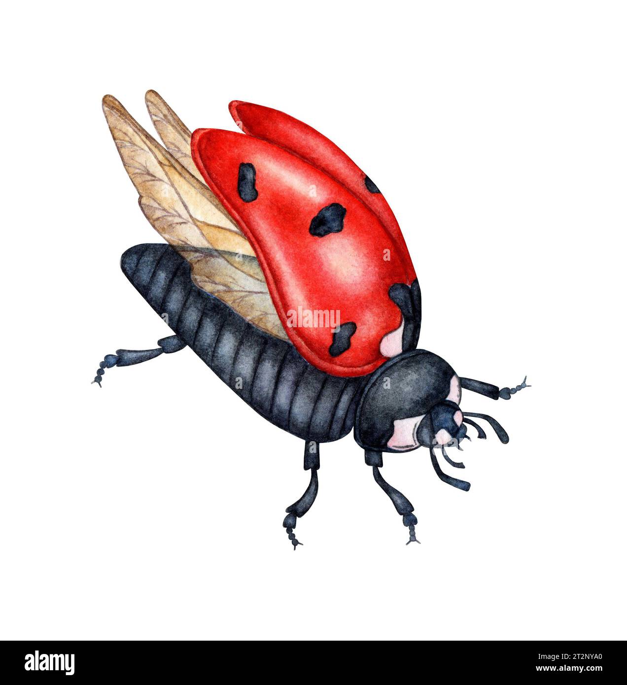 Watercolor illustration of a cute ladybug, red beetle. Flying bright ...