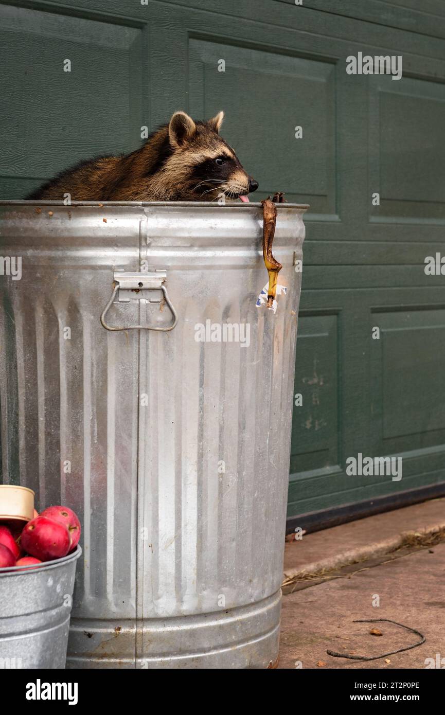 Raccoon (Procyon lotor) in Garbage Can Sticks Out Tongue - captive ...