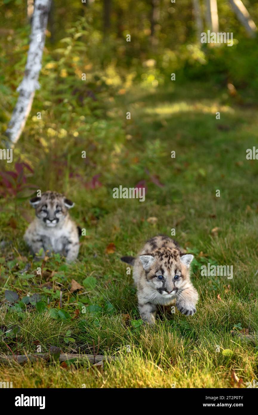 Cougar Kittens (Puma concolor) on Forest Trail Autumn - captive animals Stock Photo - Alamy