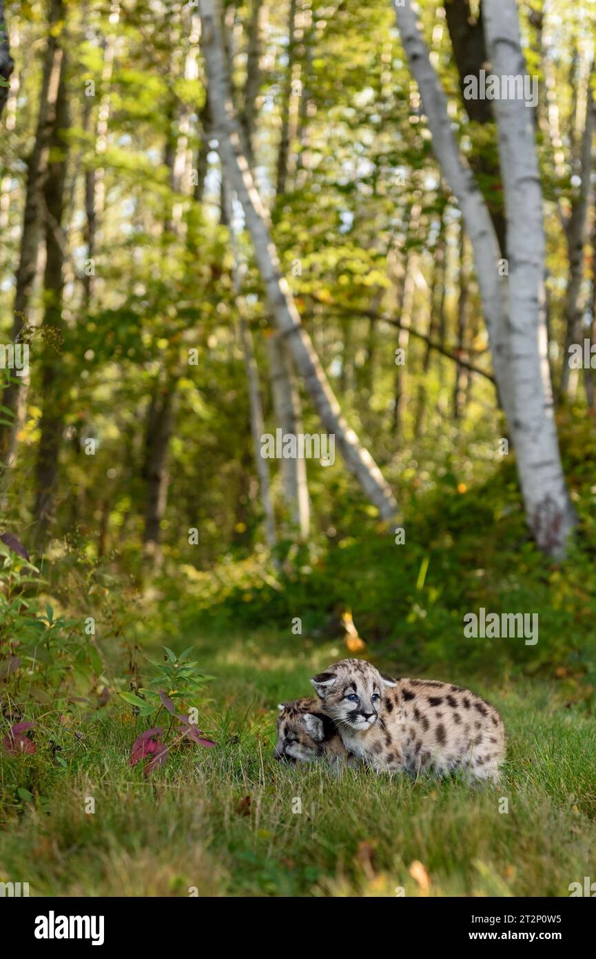 Cougar Kittens (Puma concolor) Huddle Together on Forest Trail Autumn ...