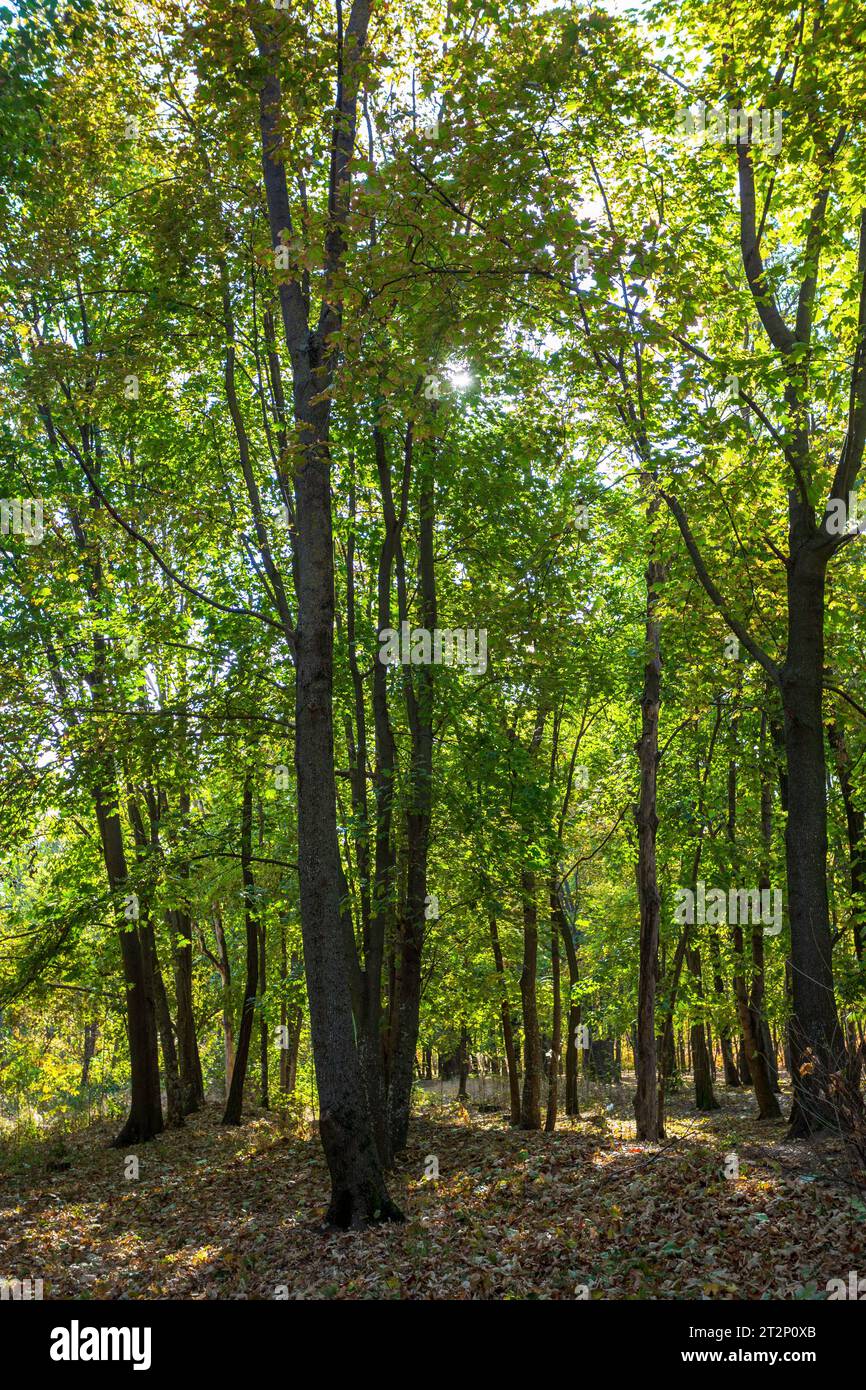 Forest trees illuminated by sunlight before sunset, with the sun's rays ...