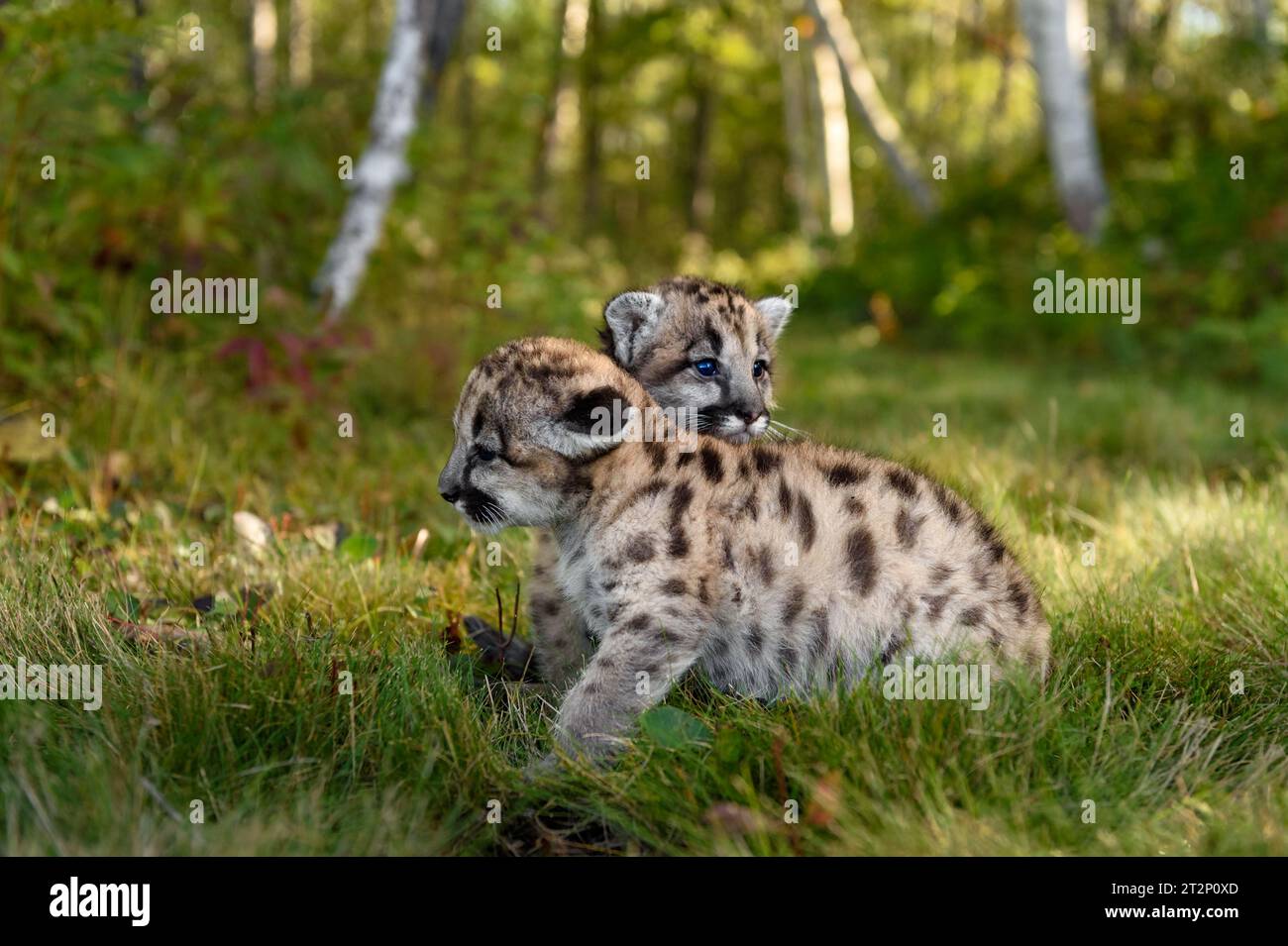 Cougar Kitten (Puma concolor) Rests Head on Siblings Back Autumn ...