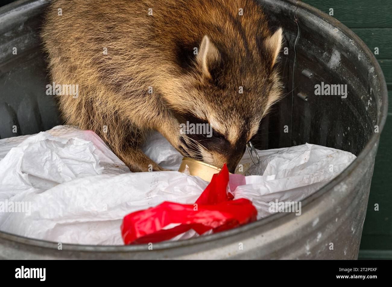 Raccoon (Procyon lotor) Eats Out of Can in Garbage - captive animal ...
