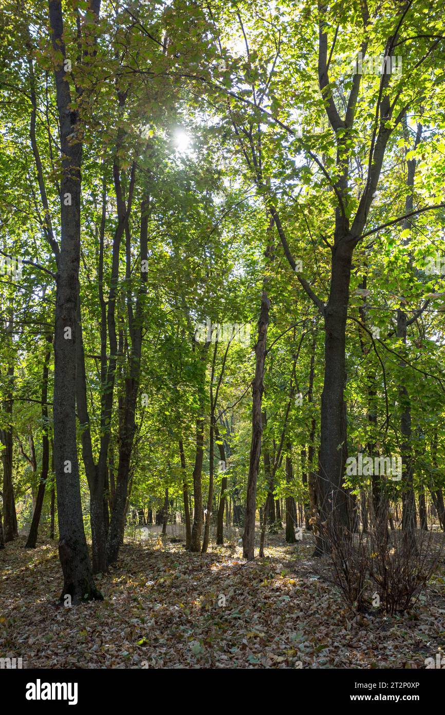 Forest trees illuminated by sunlight before sunset, with the sun's rays ...