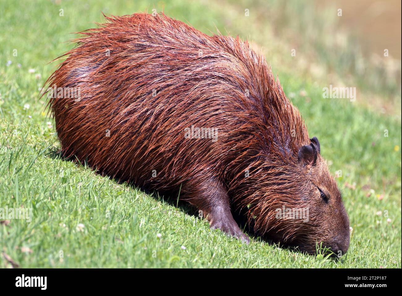 capybara (Hydrochoerus hydrochaeris). isolated, sleeping on grass Stock ...