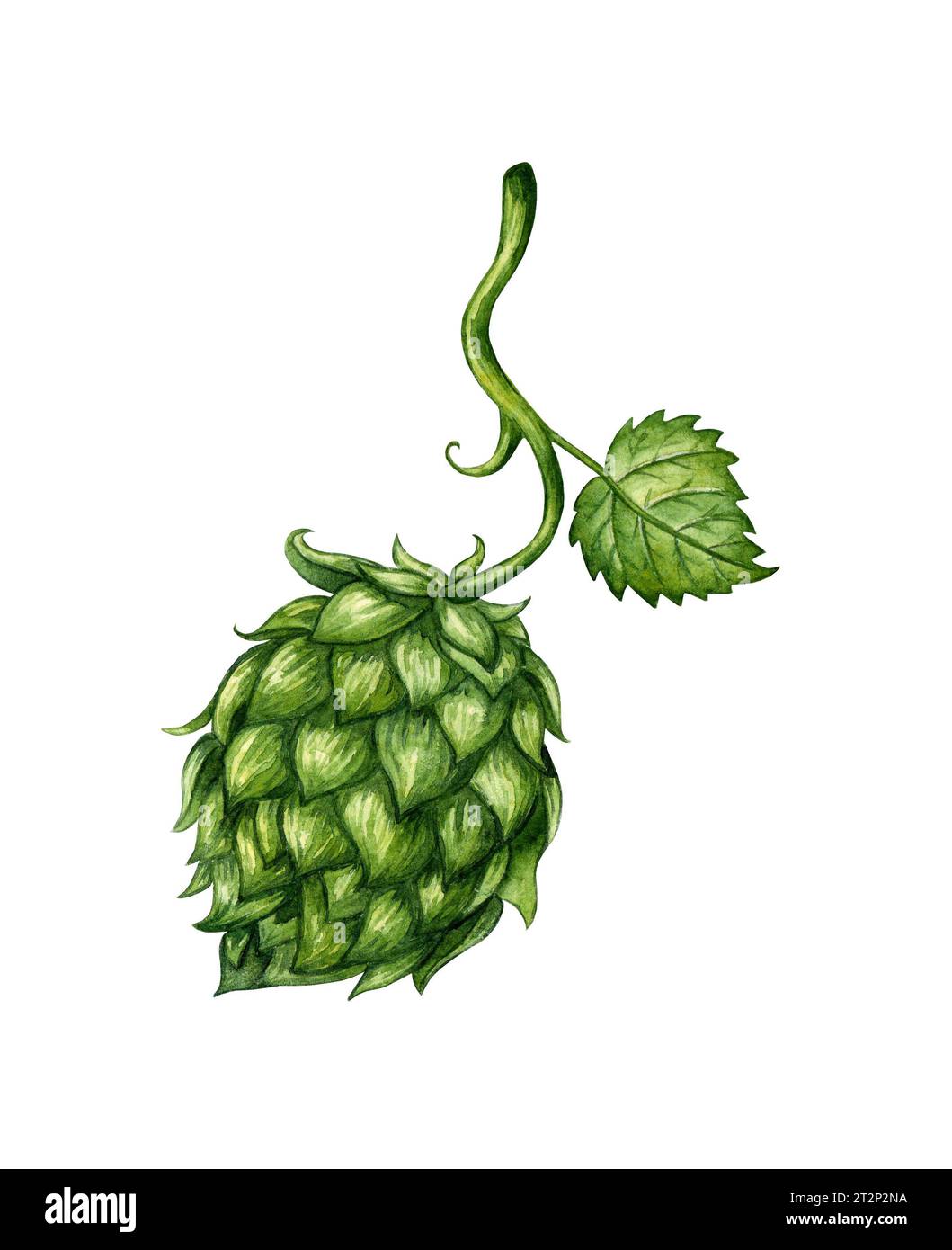 Watercolor illustration of a branch of fresh green hops for use in the ...