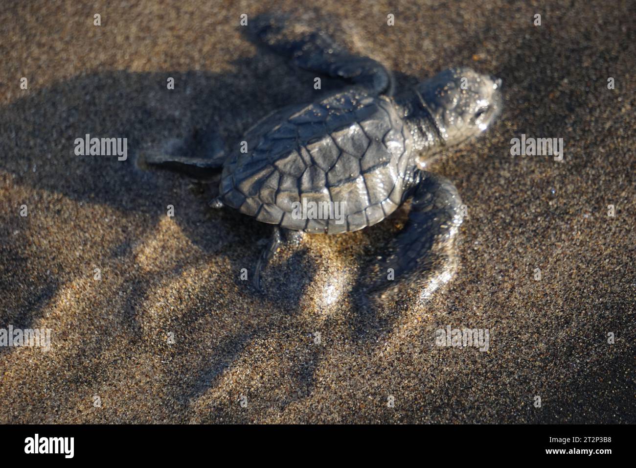 Baby crawling on beach hi-res stock photography and images - Alamy
