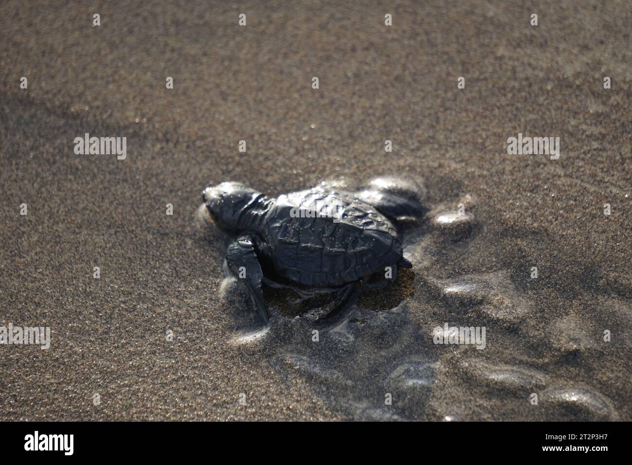 Baby crawling on beach hi-res stock photography and images - Alamy
