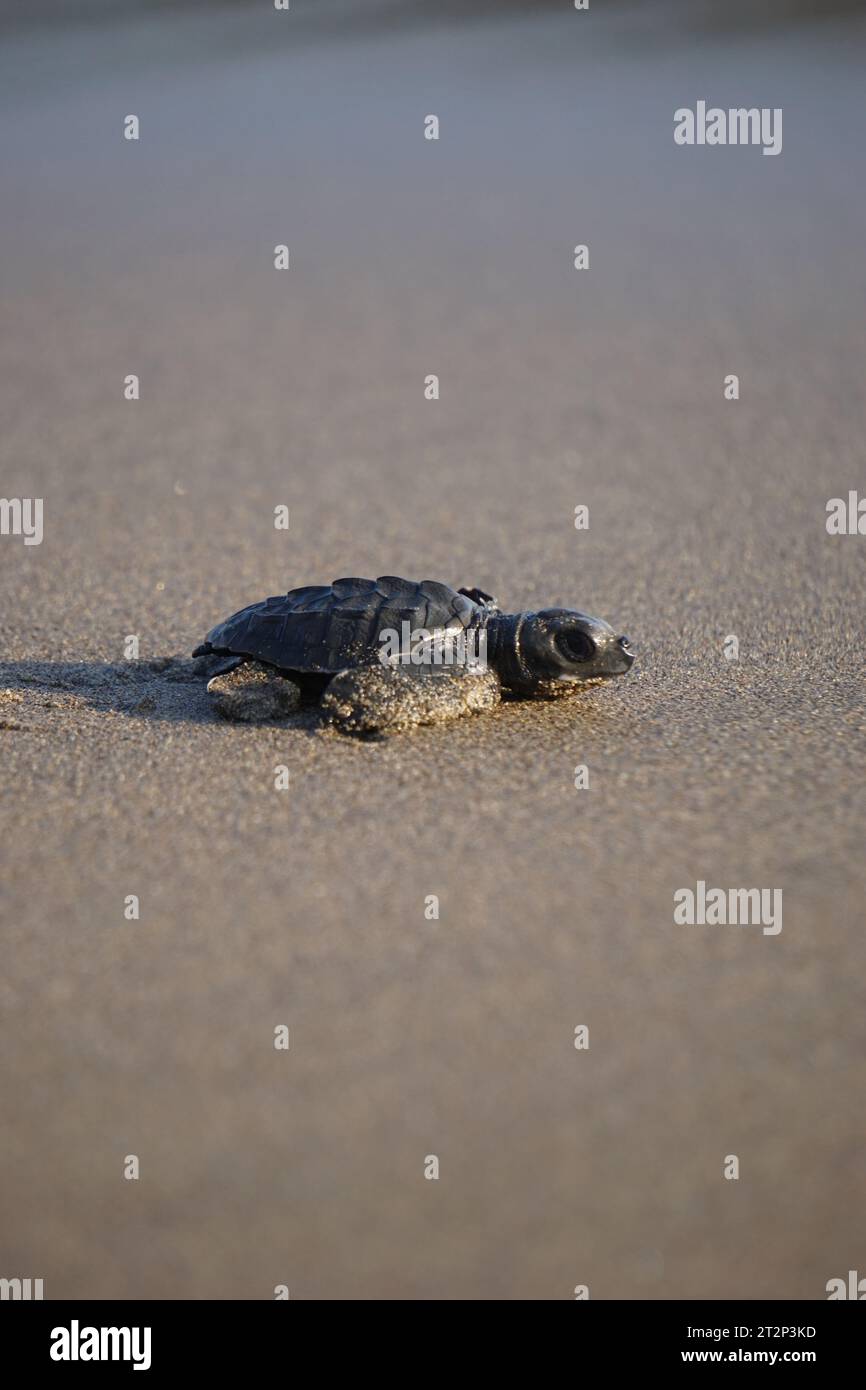 Baby crawling on beach hi-res stock photography and images - Alamy